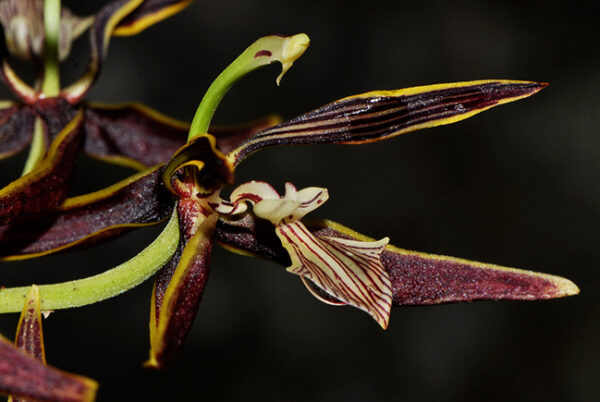 Orquídeas e bromélias – MUSA – Museu da Amazônia