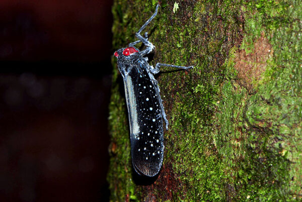 Insetos – MUSA – Museu da Amazônia