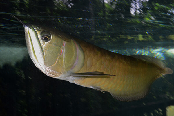 Peixes – MUSA – Museu da Amazônia