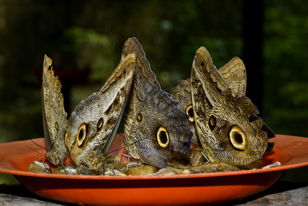Borboletas (imagens) – MUSA – Museu da Amazônia