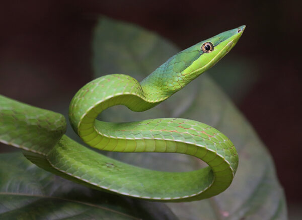 Serpentes – MUSA – Museu da Amazônia