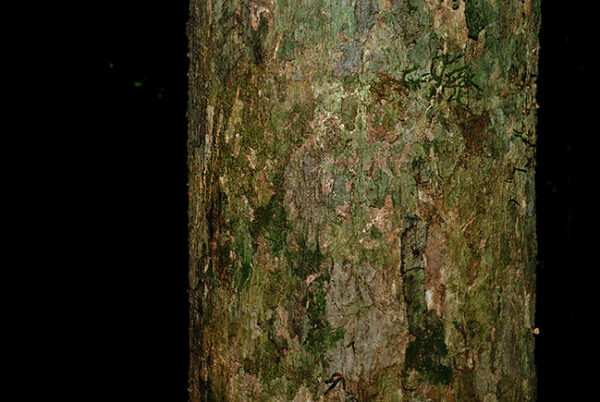 Coleta botânica – MUSA – Museu da Amazônia