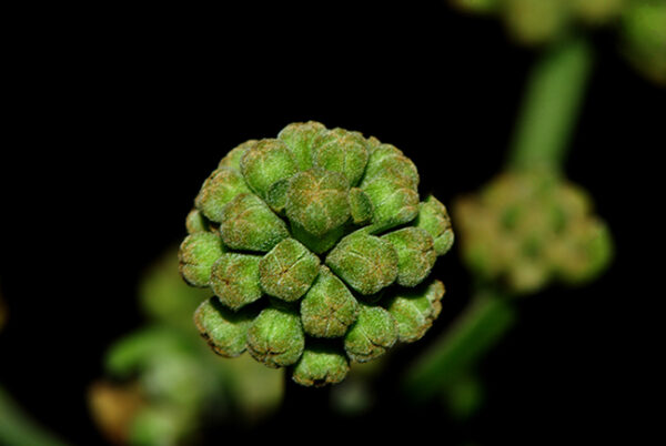 Coleta botânica – MUSA – Museu da Amazônia