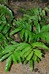 Samambaias – MUSA – Museu da Amazônia