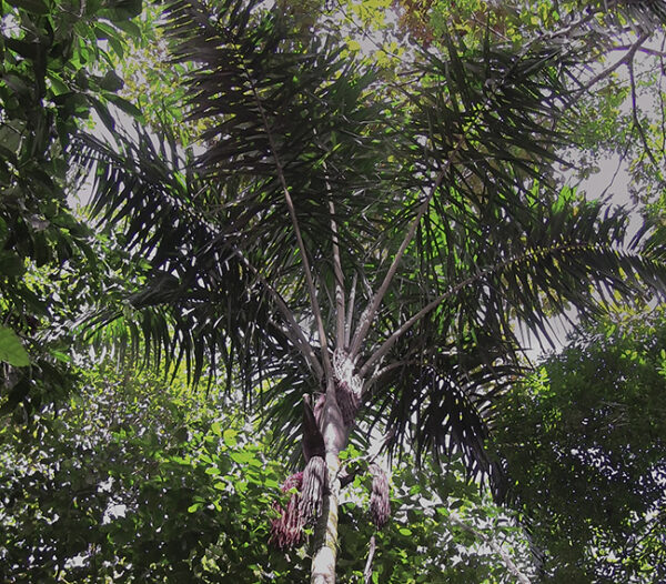 Palmeiras – MUSA – Museu da Amazônia