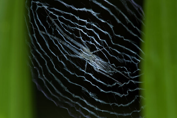 Aracnídeos – MUSA – Museu da Amazônia