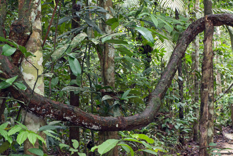 Cipó-d’água – MUSA – Museu da Amazônia