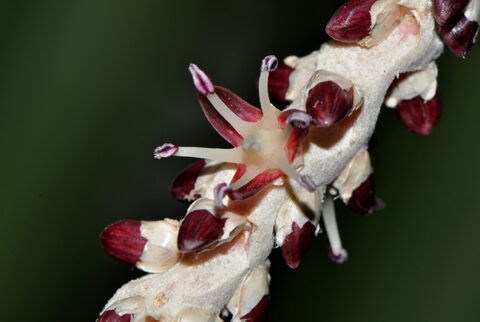 Palm trees – MUSA – Museu da Amazônia
