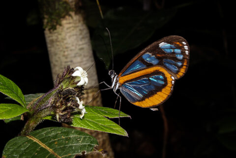 Butterflies – MUSA – Museu da Amazônia