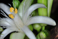 Trilhas – MUSA – Museu da Amazônia