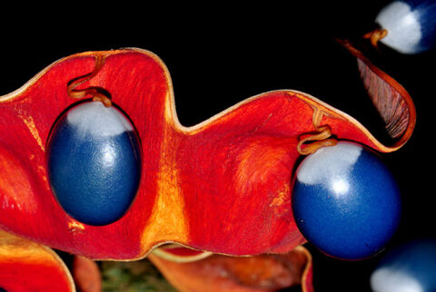 Trilhas – MUSA – Museu da Amazônia