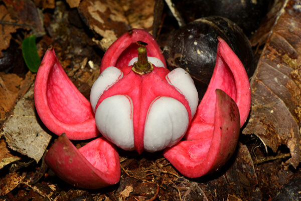 Trilhas – MUSA – Museu da Amazônia