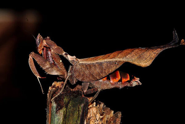 Trails – MUSA – Museu da Amazônia