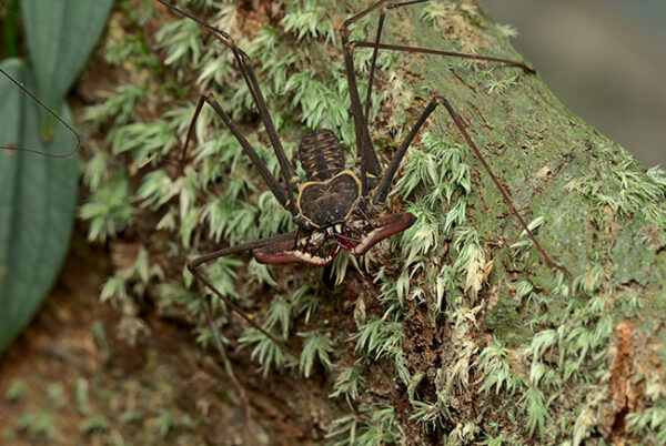 Whip spiders – MUSA – Museu da Amazônia