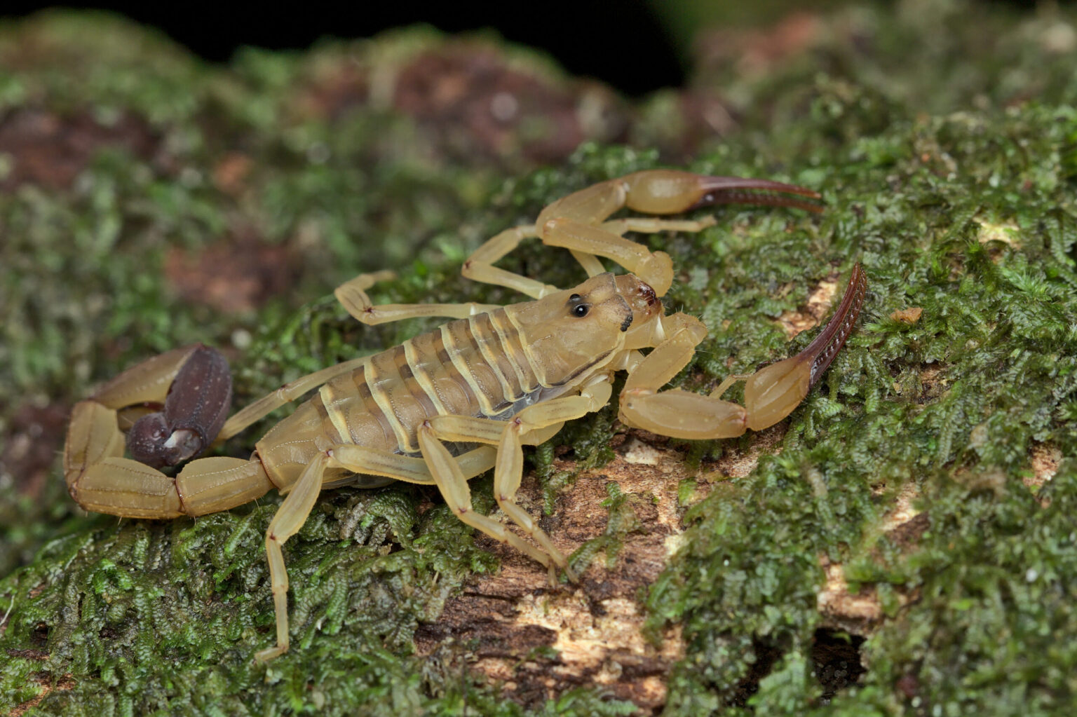 Aracnídeos – MUSA – Museu da Amazônia