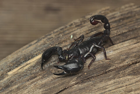 Scorpions – MUSA – Museu da Amazônia