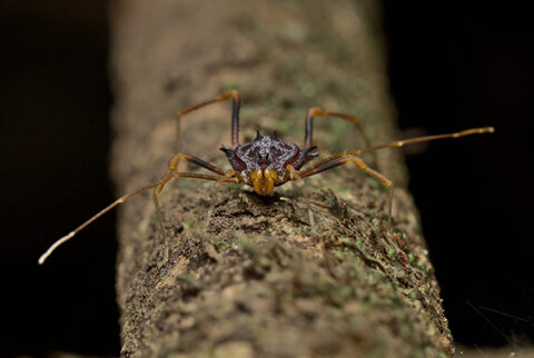 Aracnídeos – MUSA – Museu da Amazônia