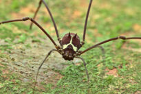 Aracnídeos – MUSA – Museu da Amazônia