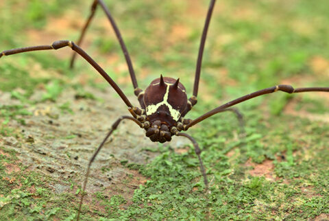 Aracnídeos – MUSA – Museu da Amazônia