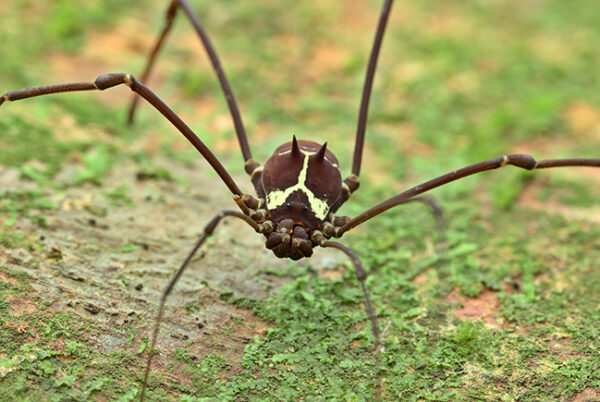 Aracnídeos – MUSA – Museu da Amazônia