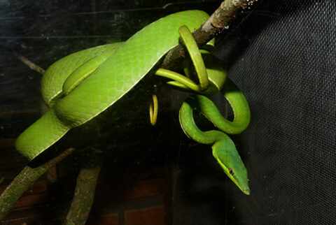 Cobra-cipó, paranaboia, cobra-verde – MUSA – Museu da Amazônia
